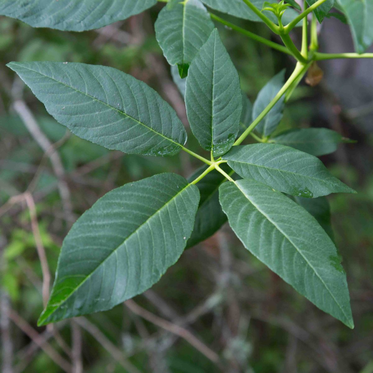 Tree – Sapindaceae & Platanaceae – MonFlora