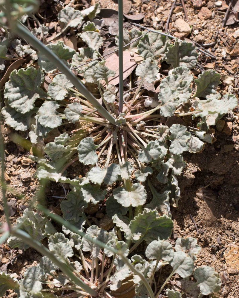Polygonaceae-buckwheat – MonFlora