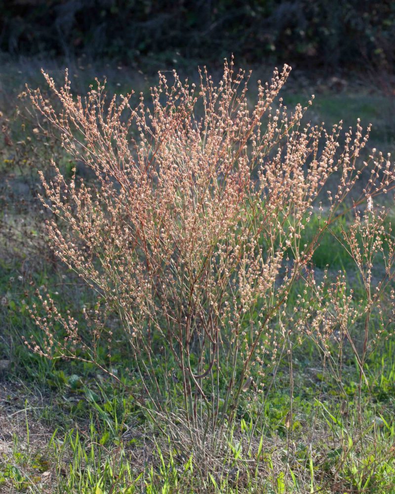 Polygonaceae-buckwheat – MonFlora