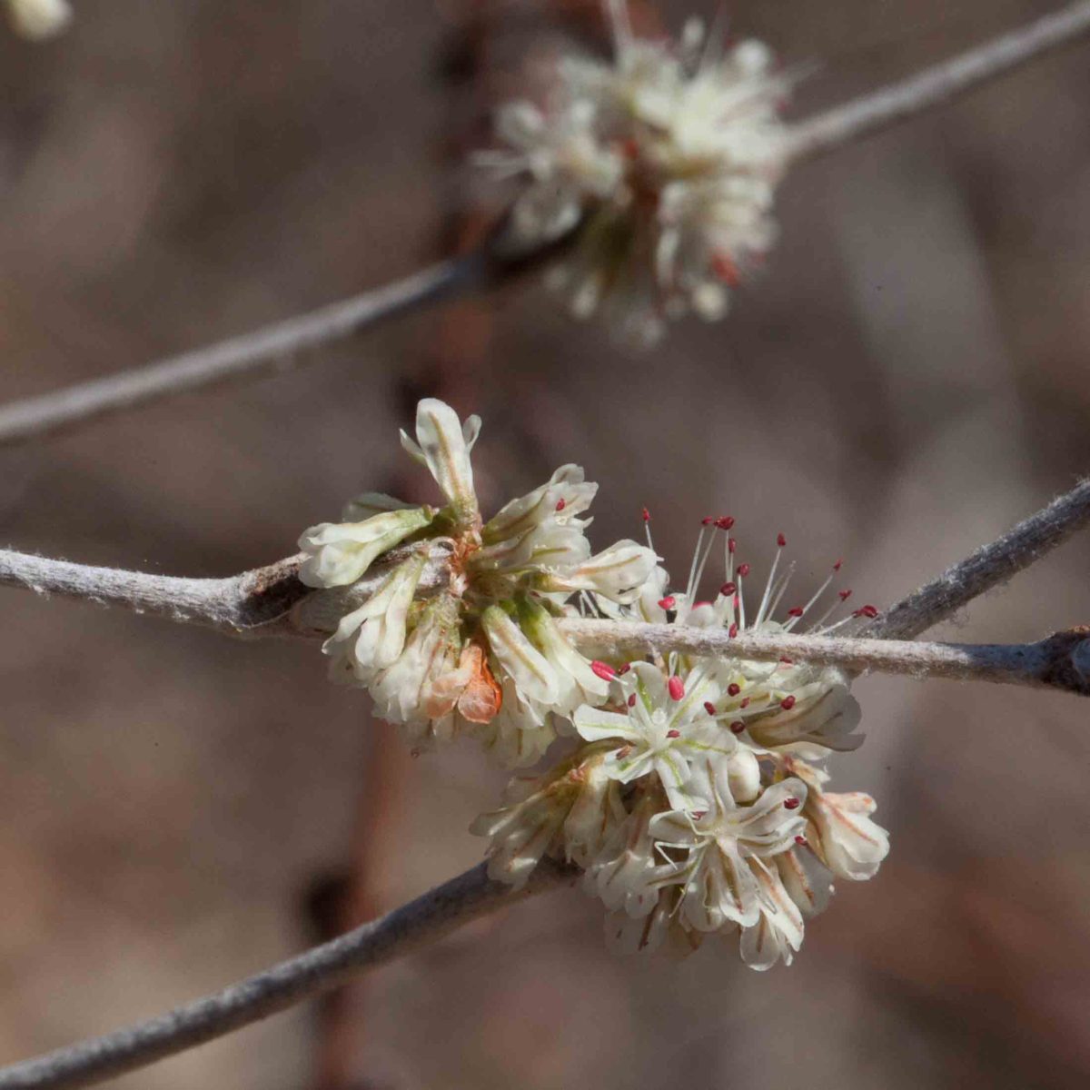 Polygonaceae-buckwheat – MonFlora