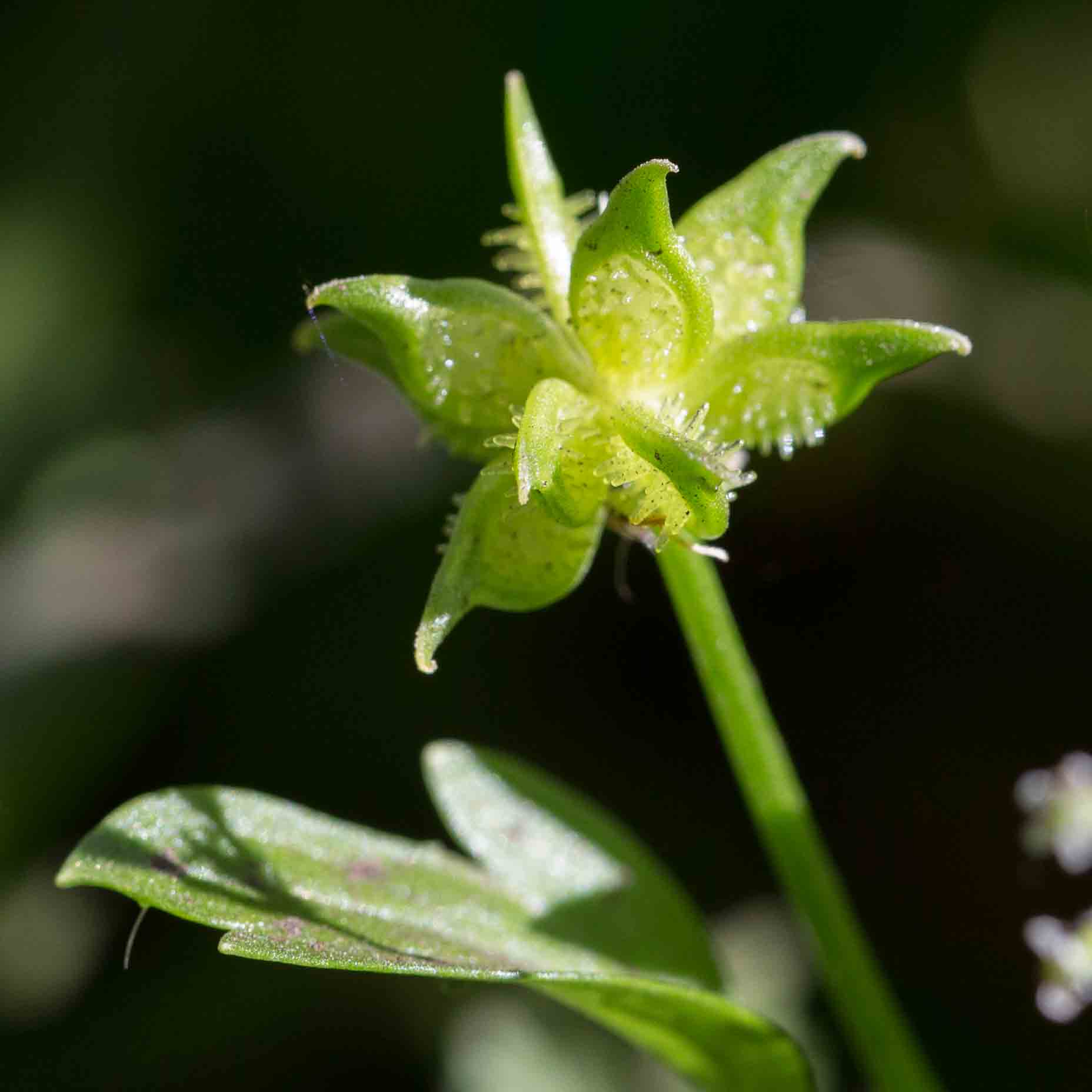 Ranunculaceae-buttercup – MonFlora