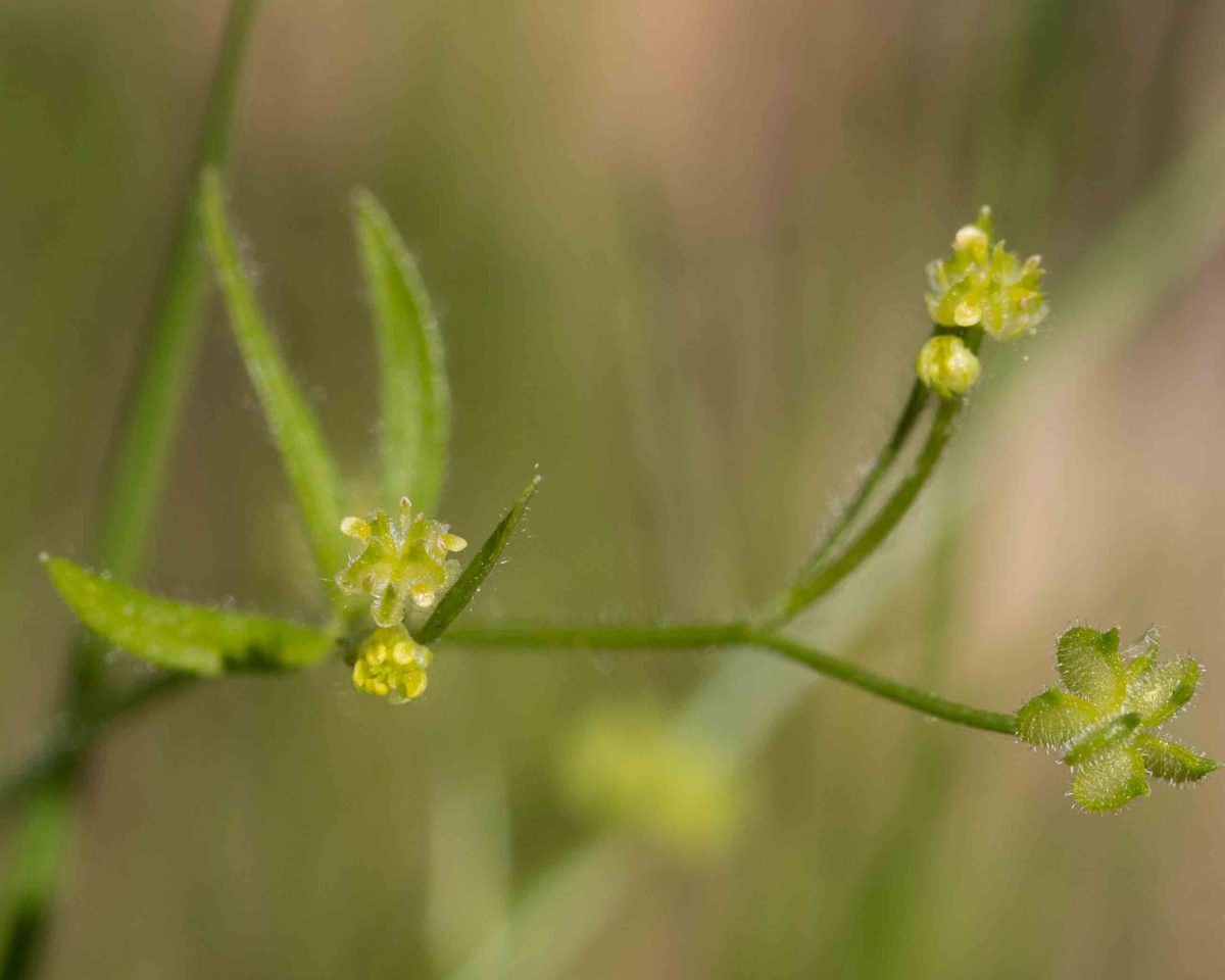 Ranunculaceae-buttercup – MonFlora