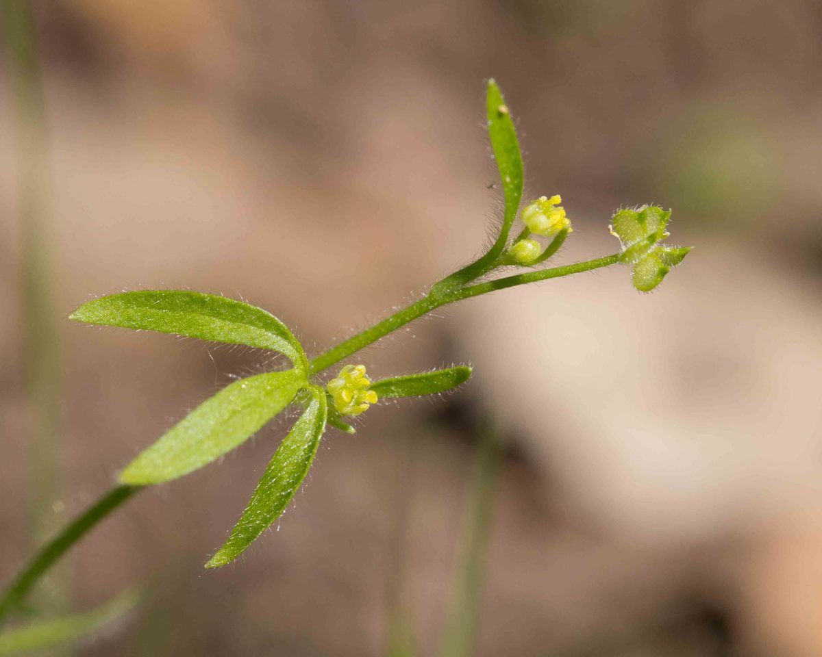 Ranunculaceae-buttercup – MonFlora