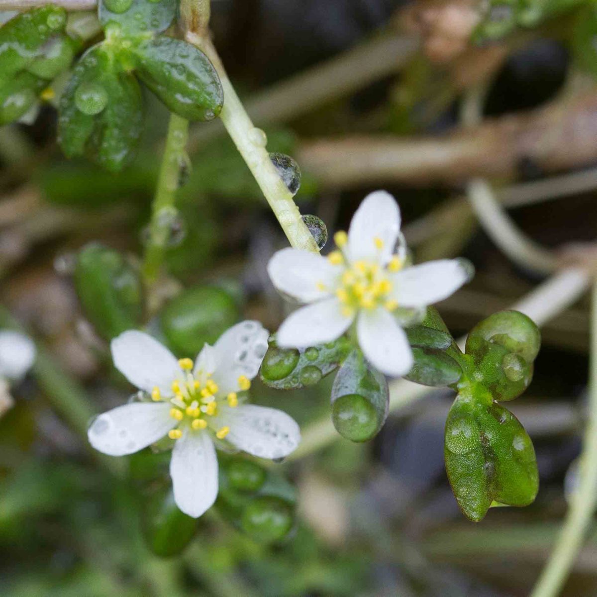 Ranunculaceae-buttercup – MonFlora