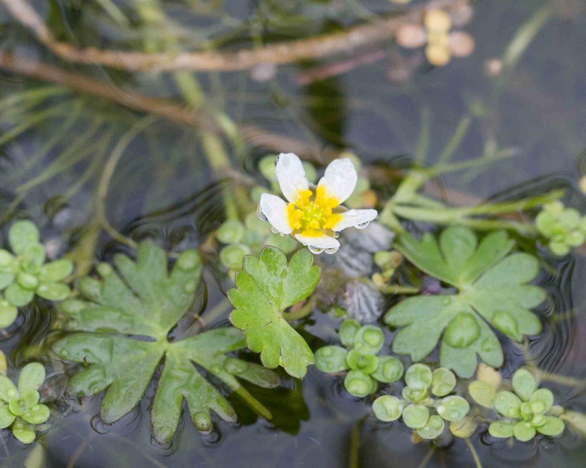 Ranunculaceae-buttercup – MonFlora