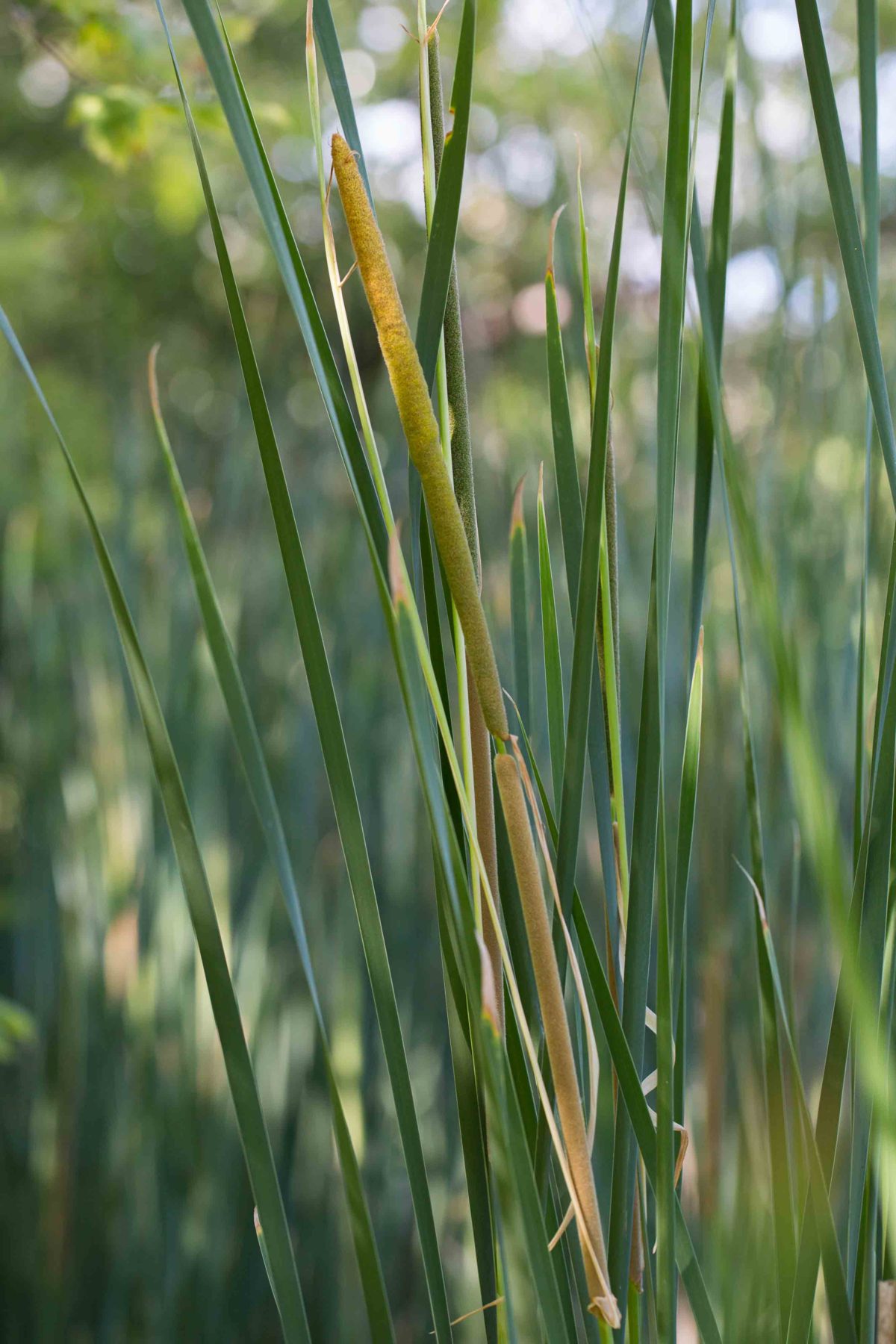 Typhaceae – MonFlora