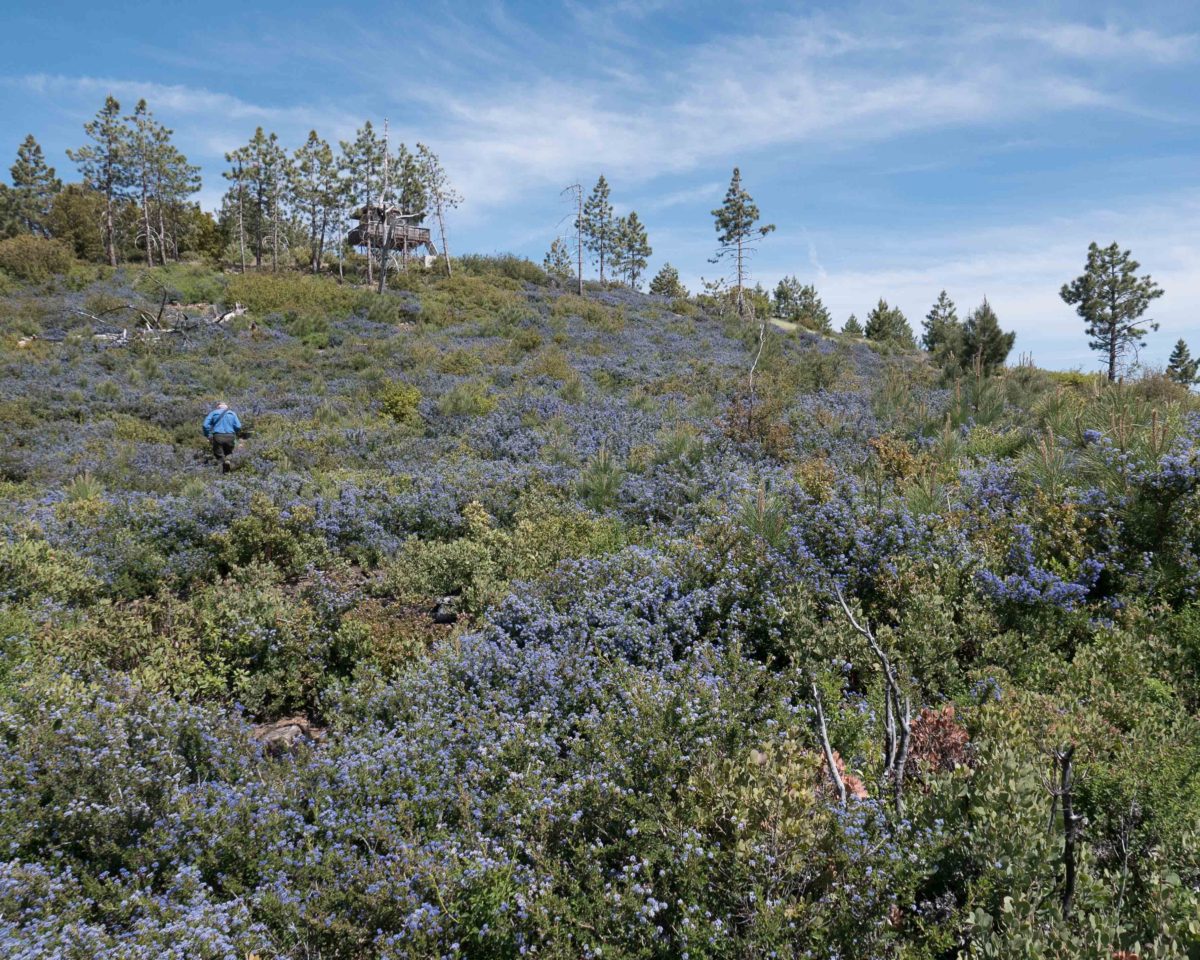Rhamnaceae-ceanothus – MonFlora