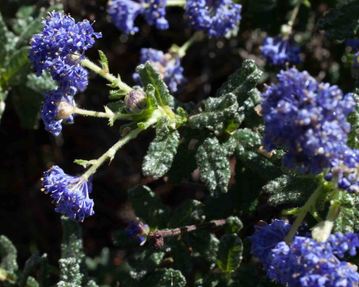 Rhamnaceae-ceanothus – MonFlora