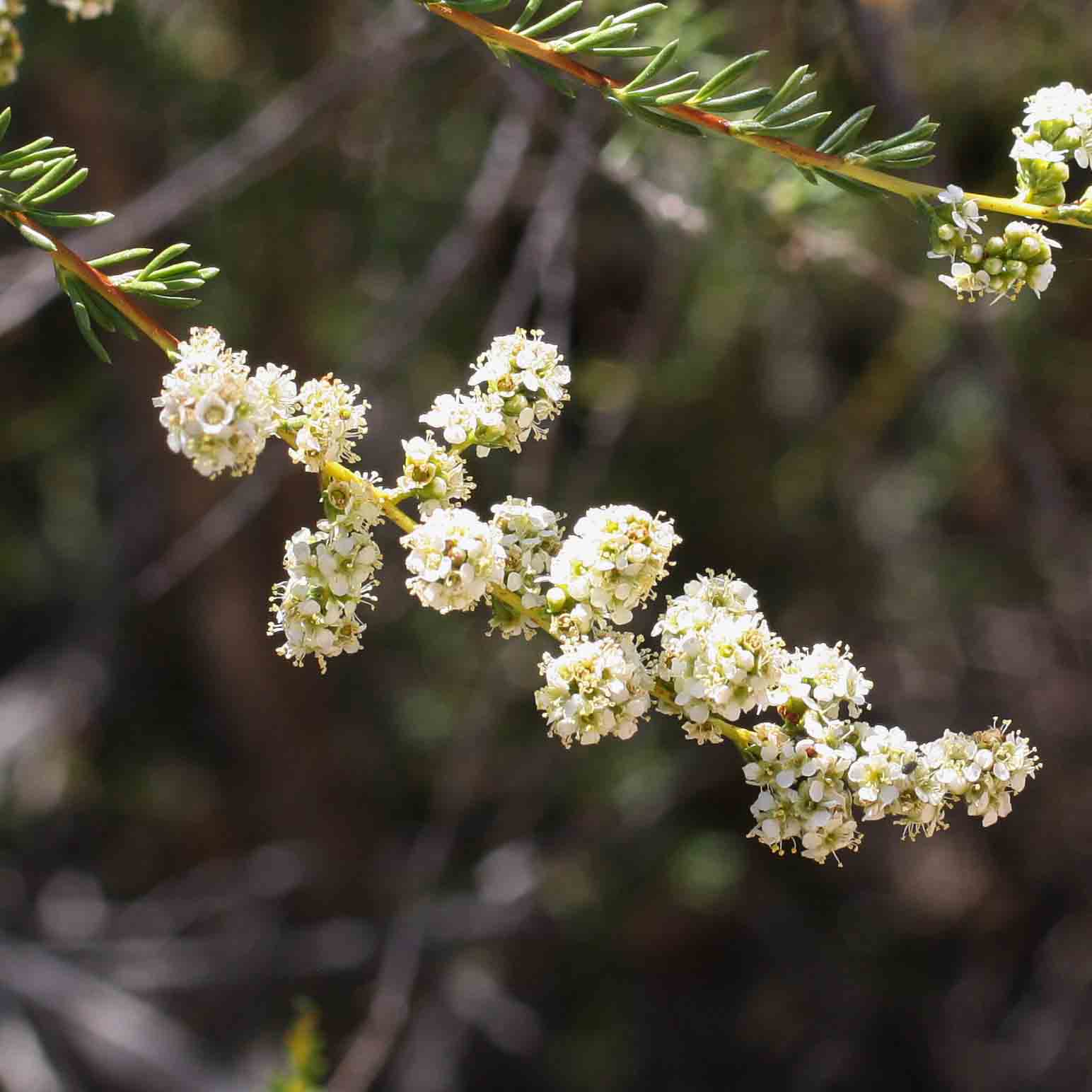 Rosaceae-shrub – MonFlora