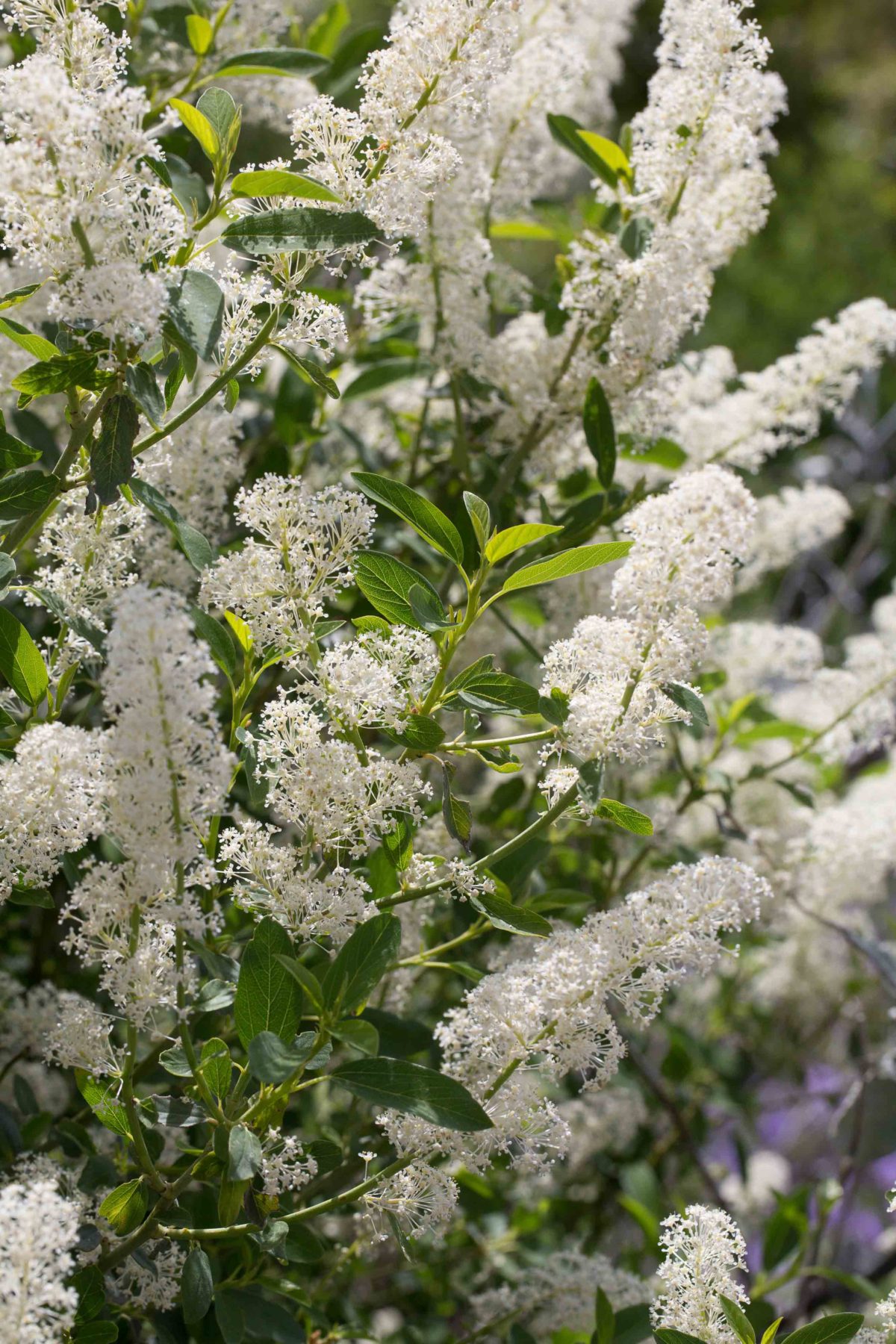 Rhamnaceae-ceanothus – MonFlora