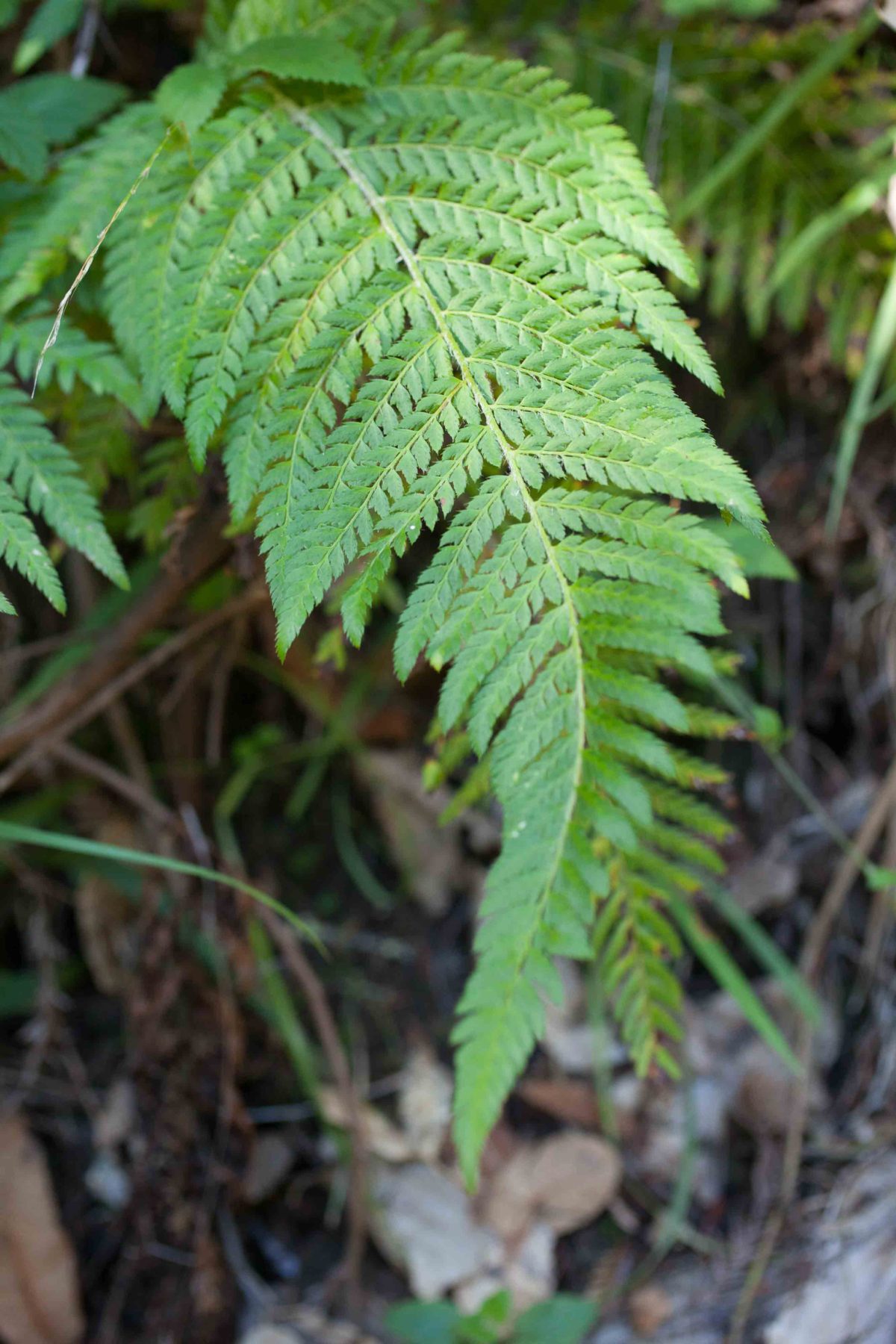 Ferns-misc1 – MonFlora