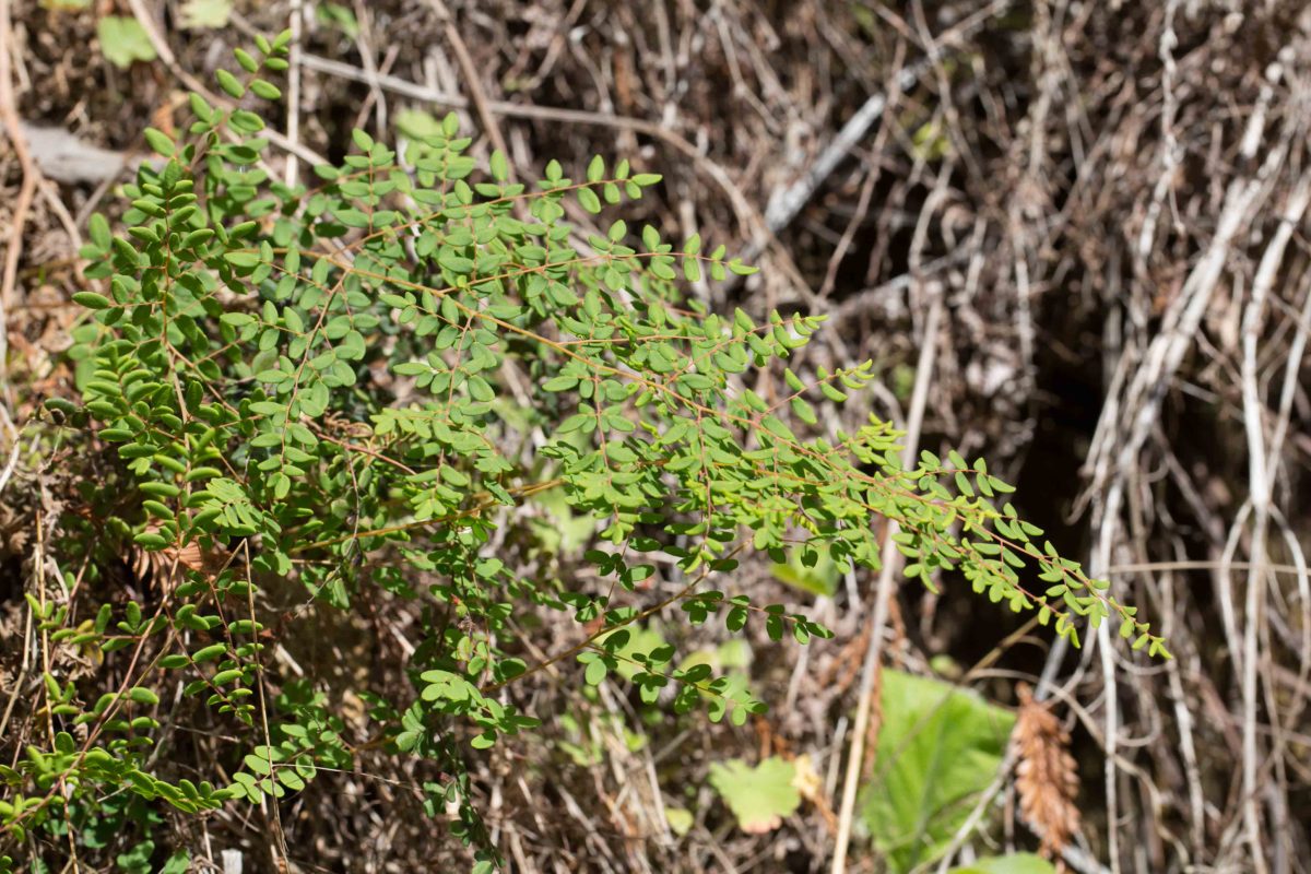 Ferns-polypody-brake – MonFlora