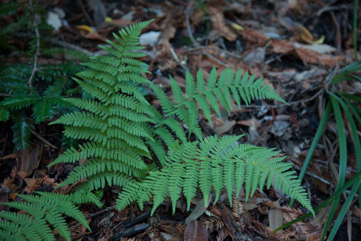 Ferns-misc1 – MonFlora