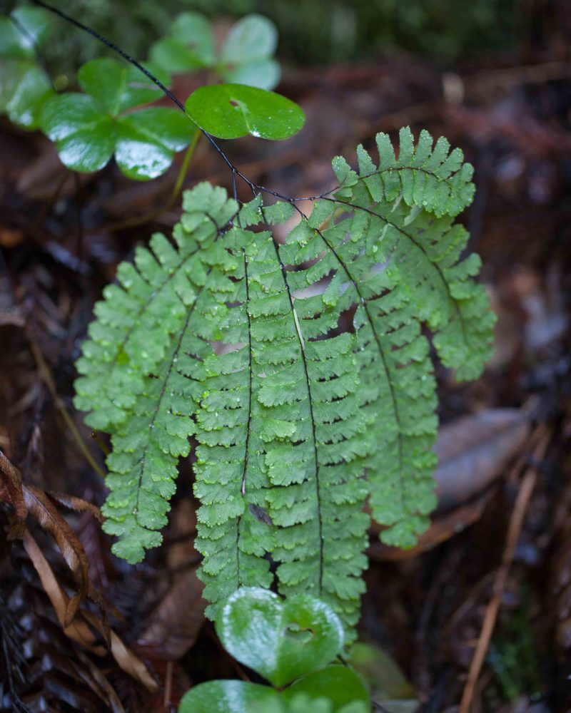 Ferns-polypody-brake – MonFlora