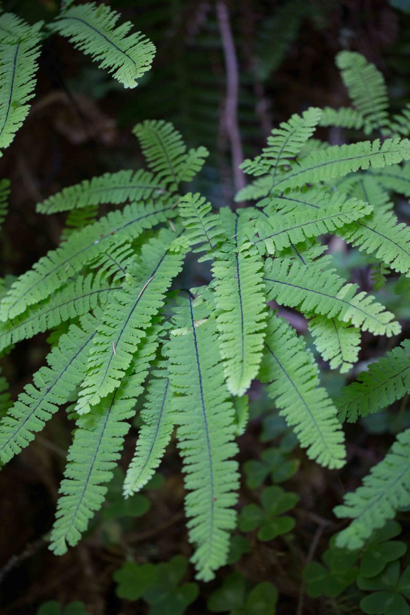 Ferns-polypody-brake – MonFlora