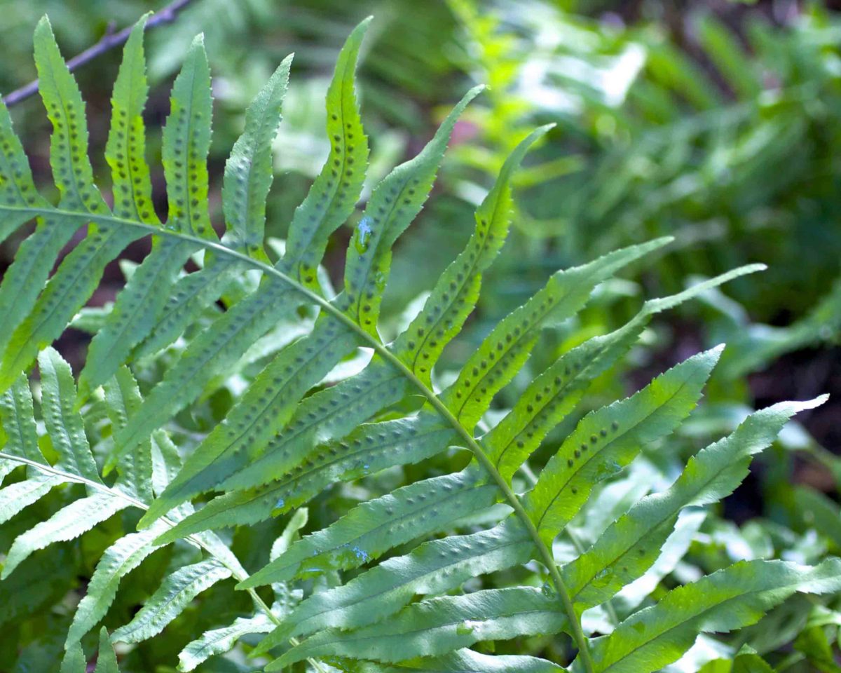 Ferns-polypody-brake – MonFlora