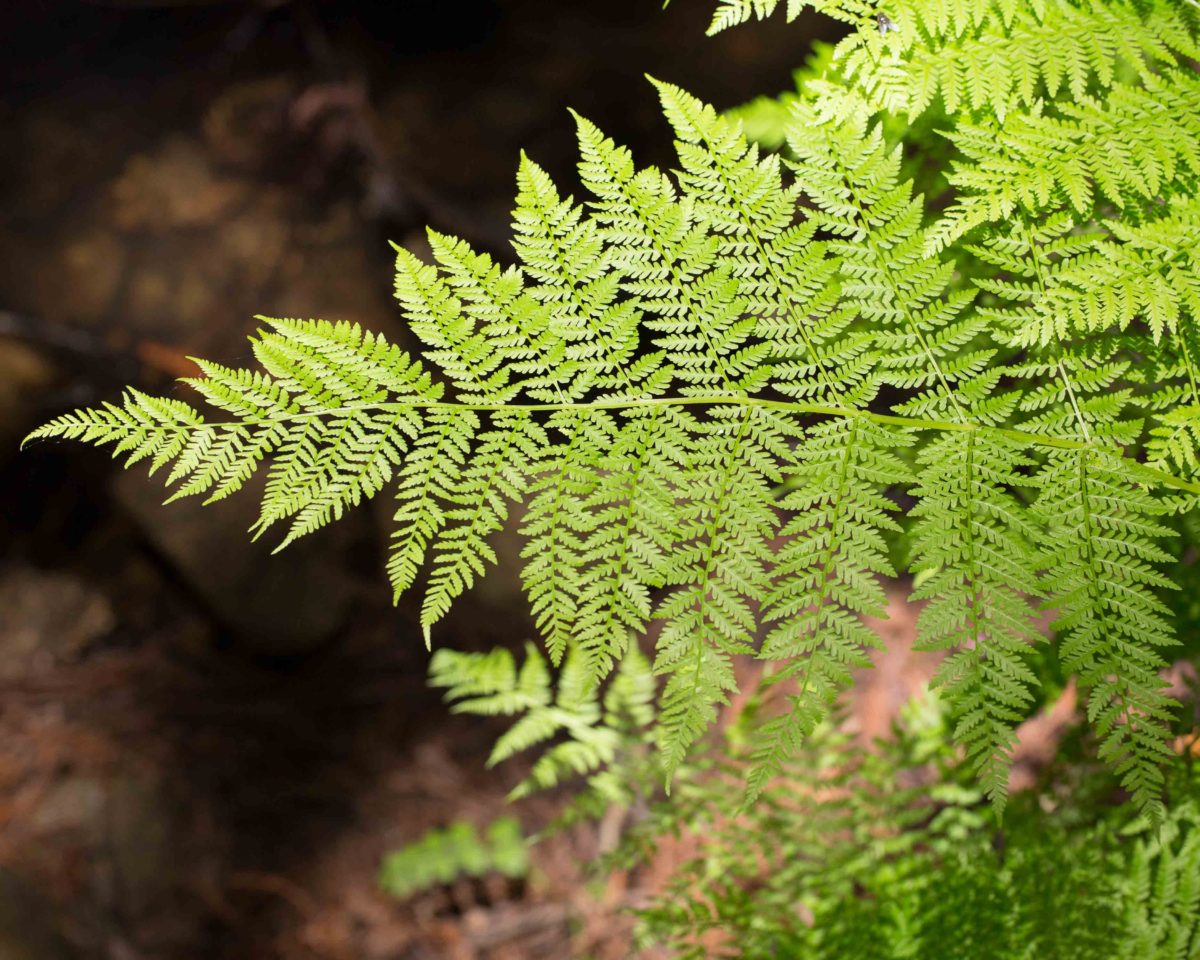 Ferns-misc1 – MonFlora