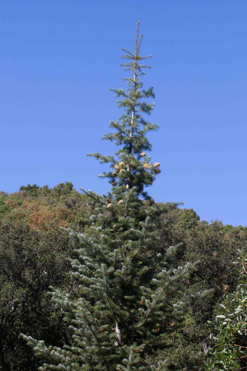 Tree – Pinaceae – MonFlora