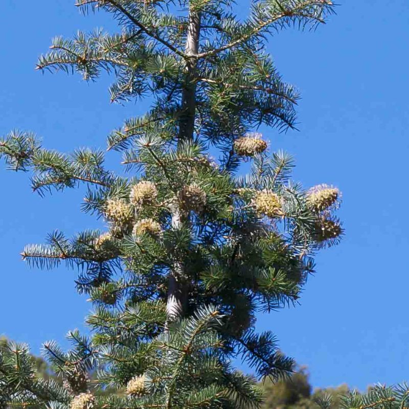 Tree – Pinaceae – MonFlora