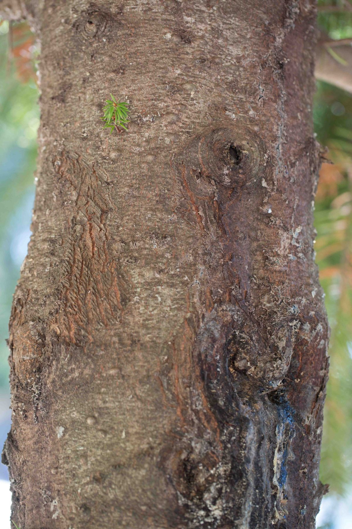 Tree – Pinaceae – MonFlora