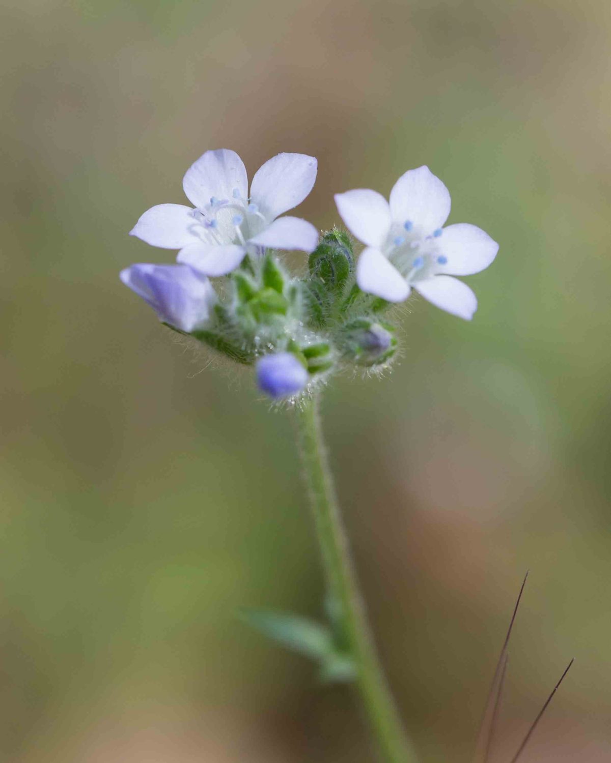 Polemoniaceae-gilia – MonFlora