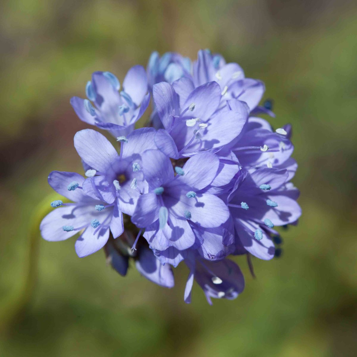 Polemoniaceae-gilia – MonFlora