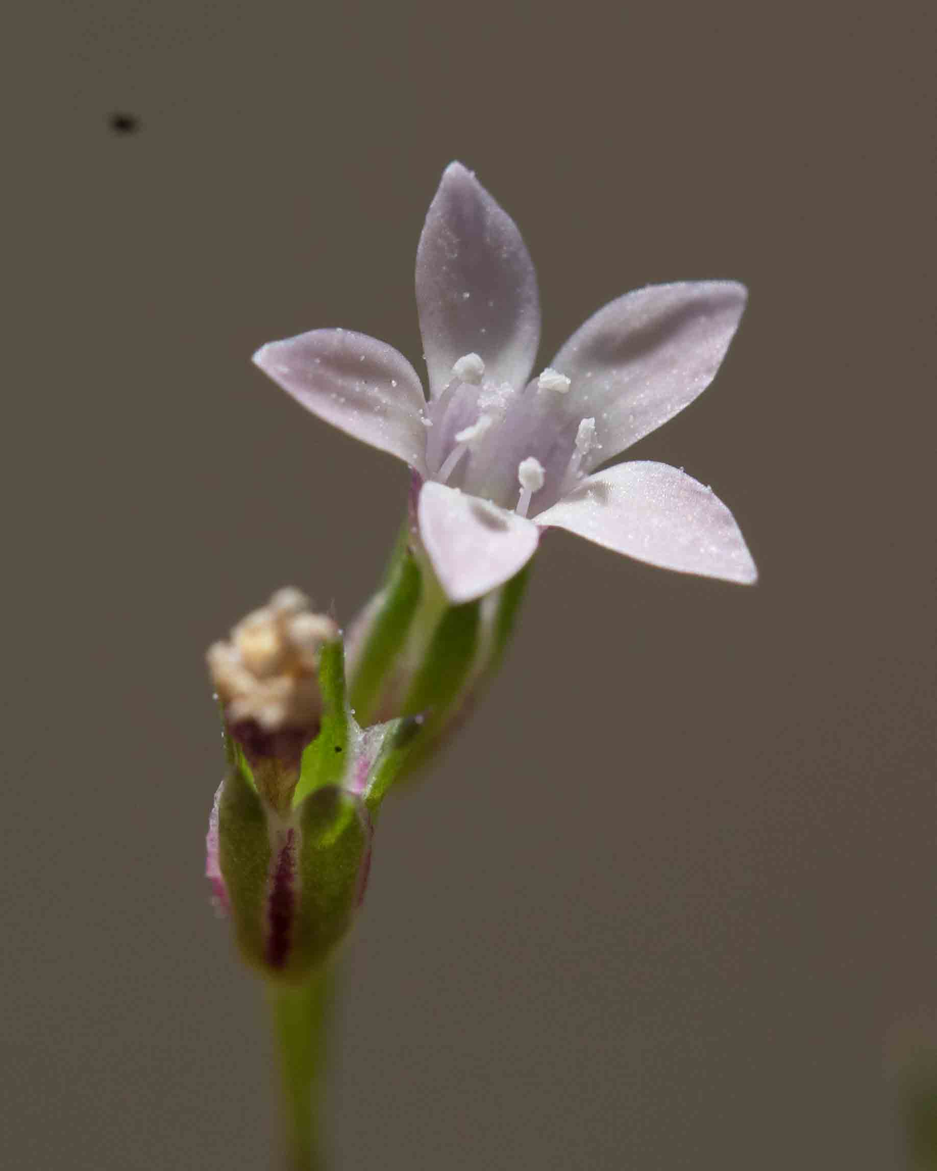 Polemoniaceae-gilia – MonFlora