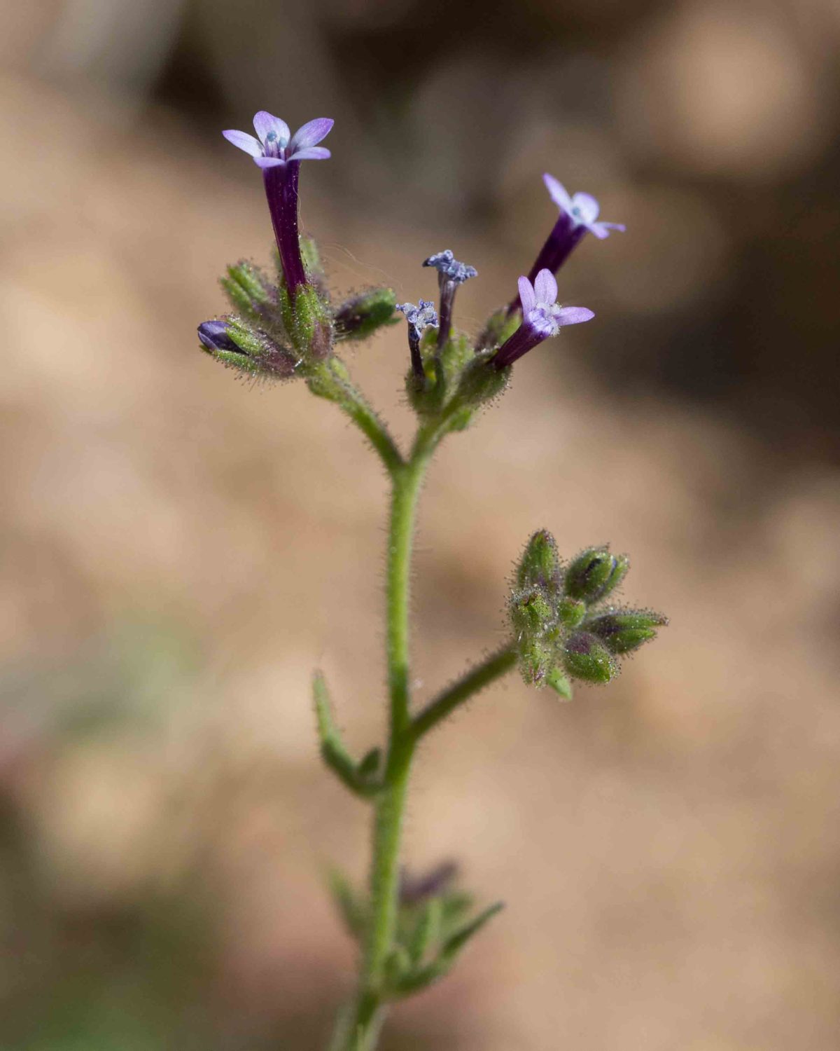 Polemoniaceae-gilia – MonFlora