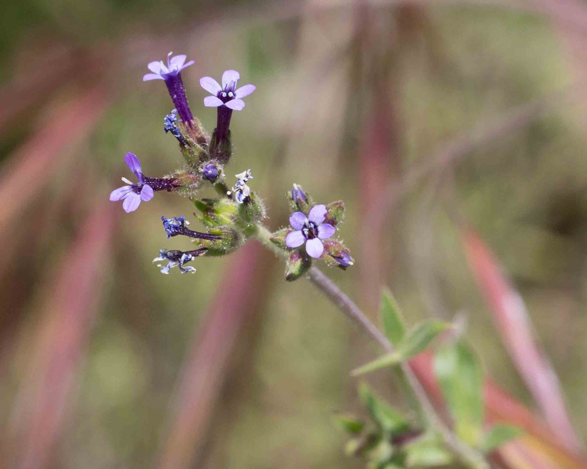 Polemoniaceae-gilia – MonFlora