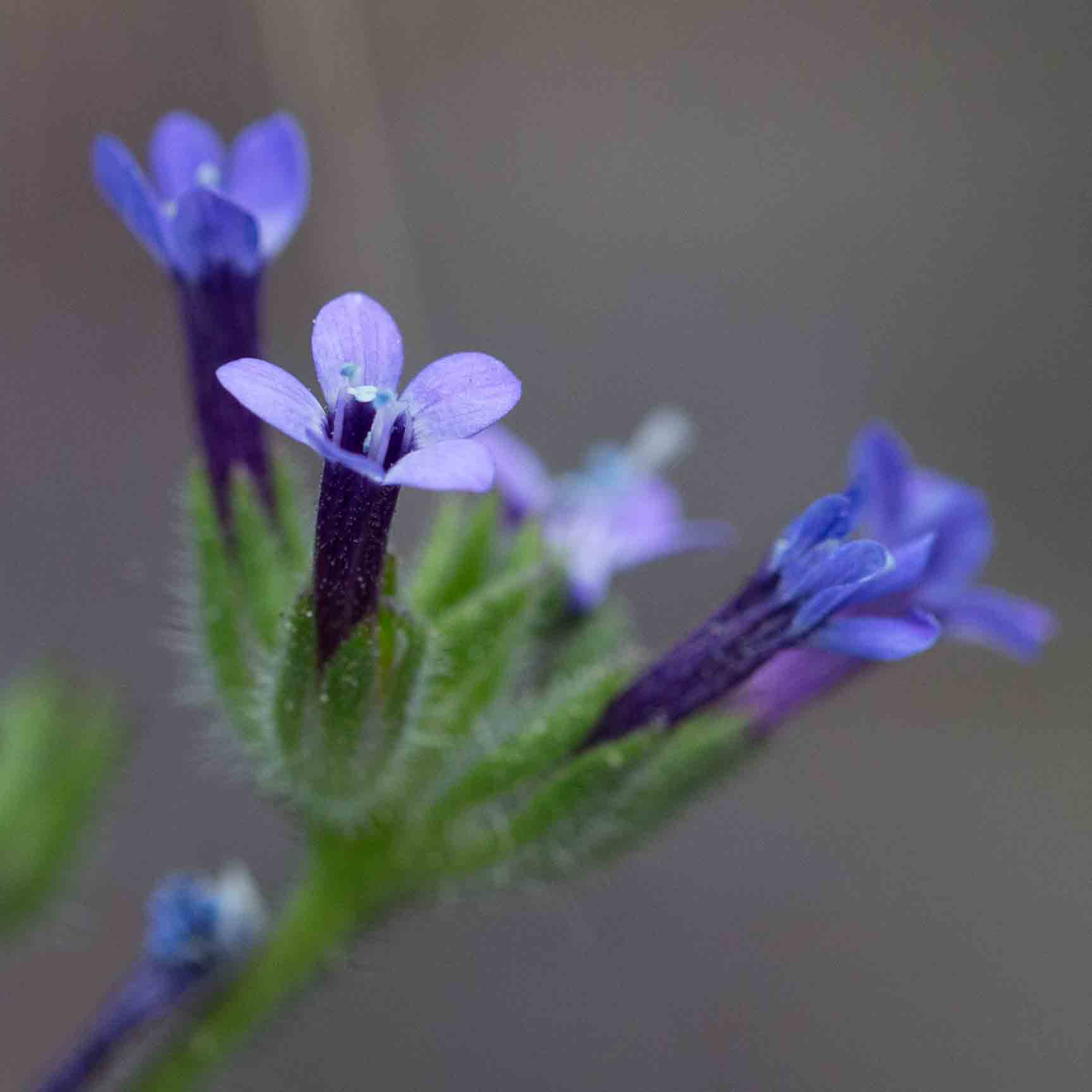 Polemoniaceae-gilia – MonFlora