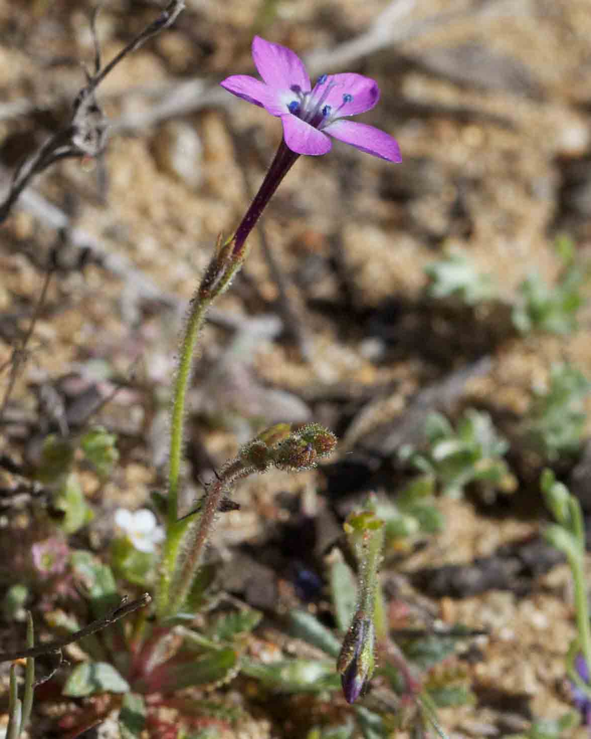Polemoniaceae-gilia – MonFlora