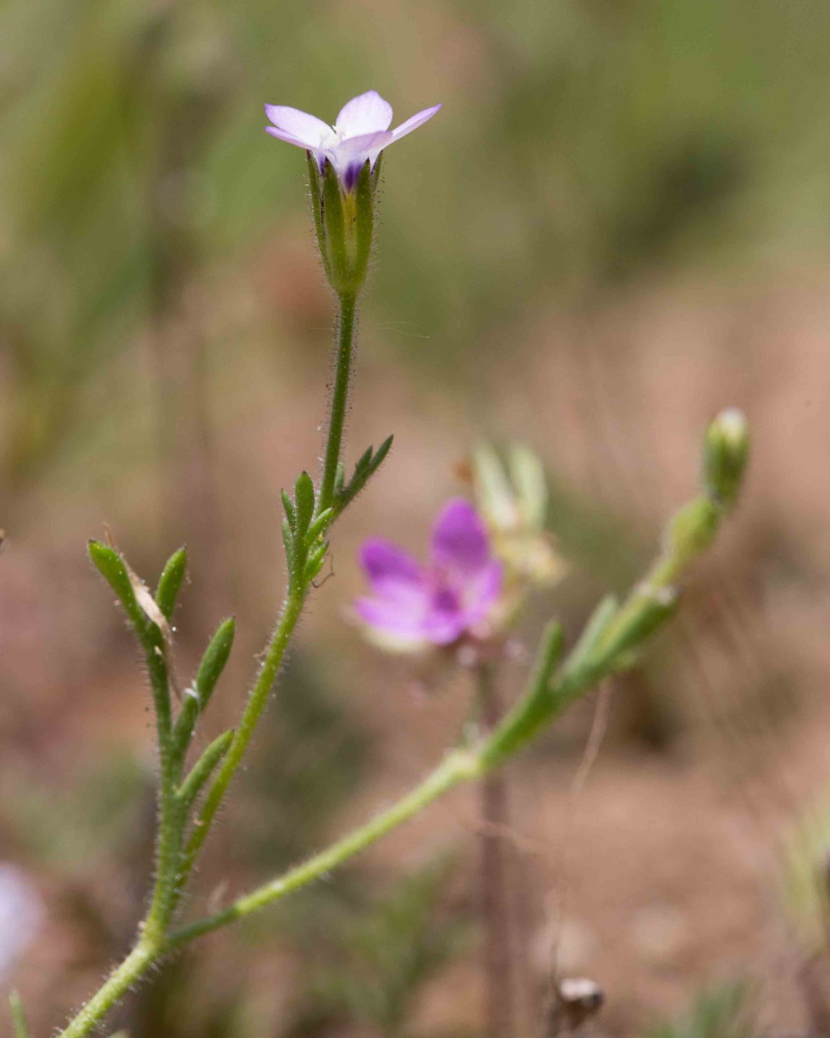 Polemoniaceae-gilia – MonFlora