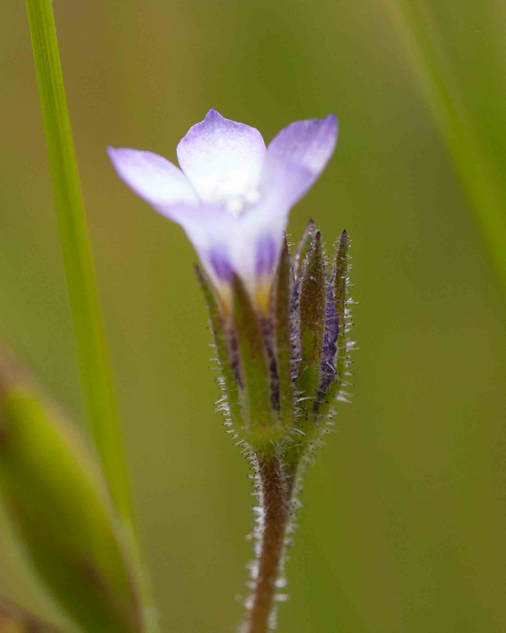 Polemoniaceae-gilia – MonFlora