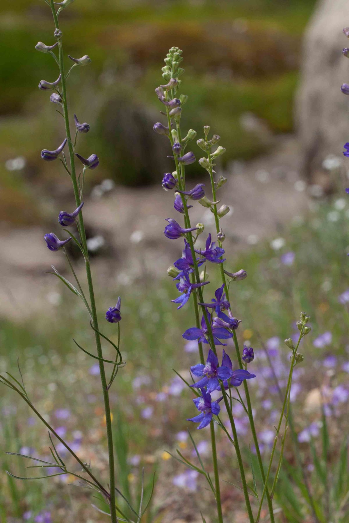 Ranunculaceae-larkspur – MonFlora