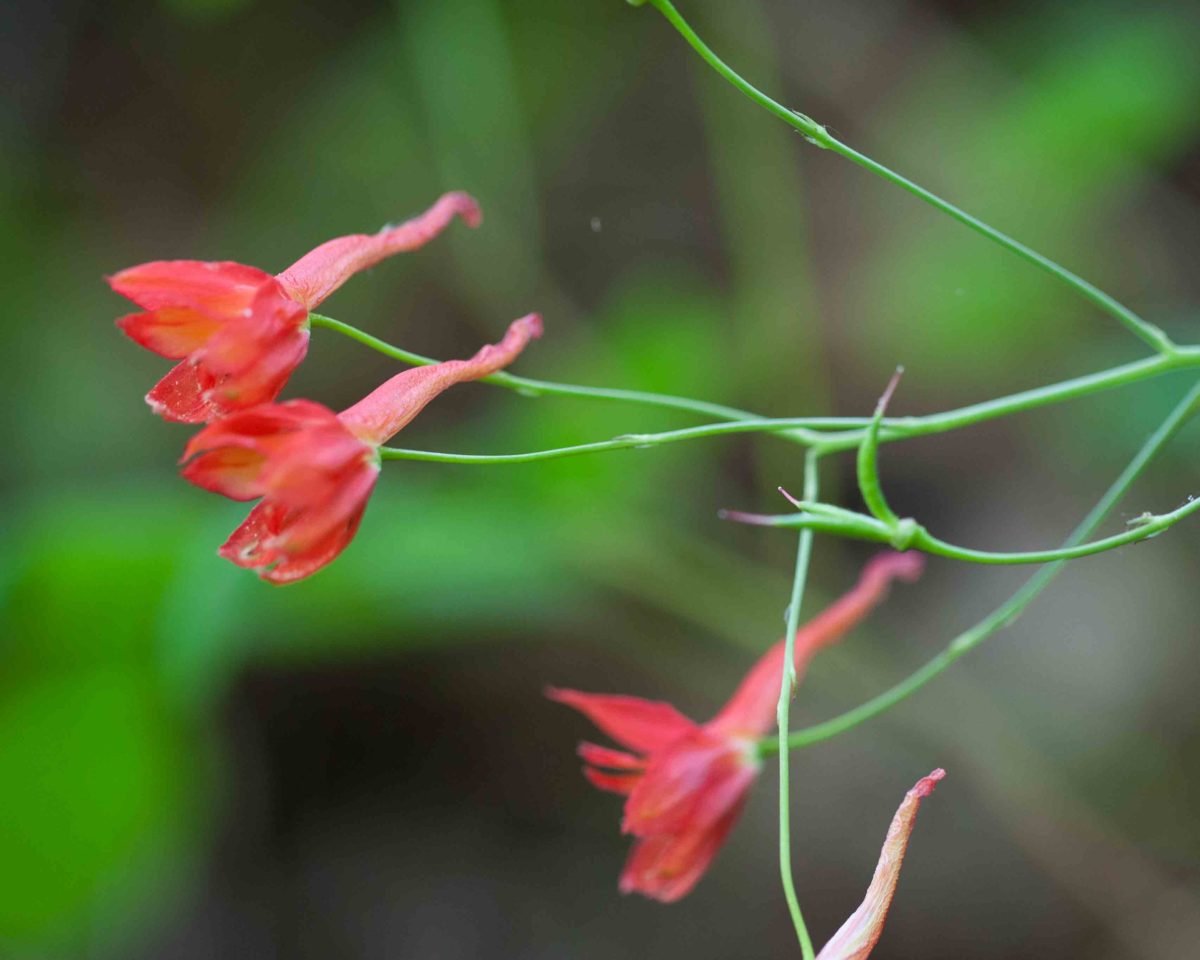 Ranunculaceae-larkspur – MonFlora
