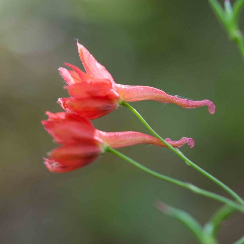 Ranunculaceae-larkspur – MonFlora