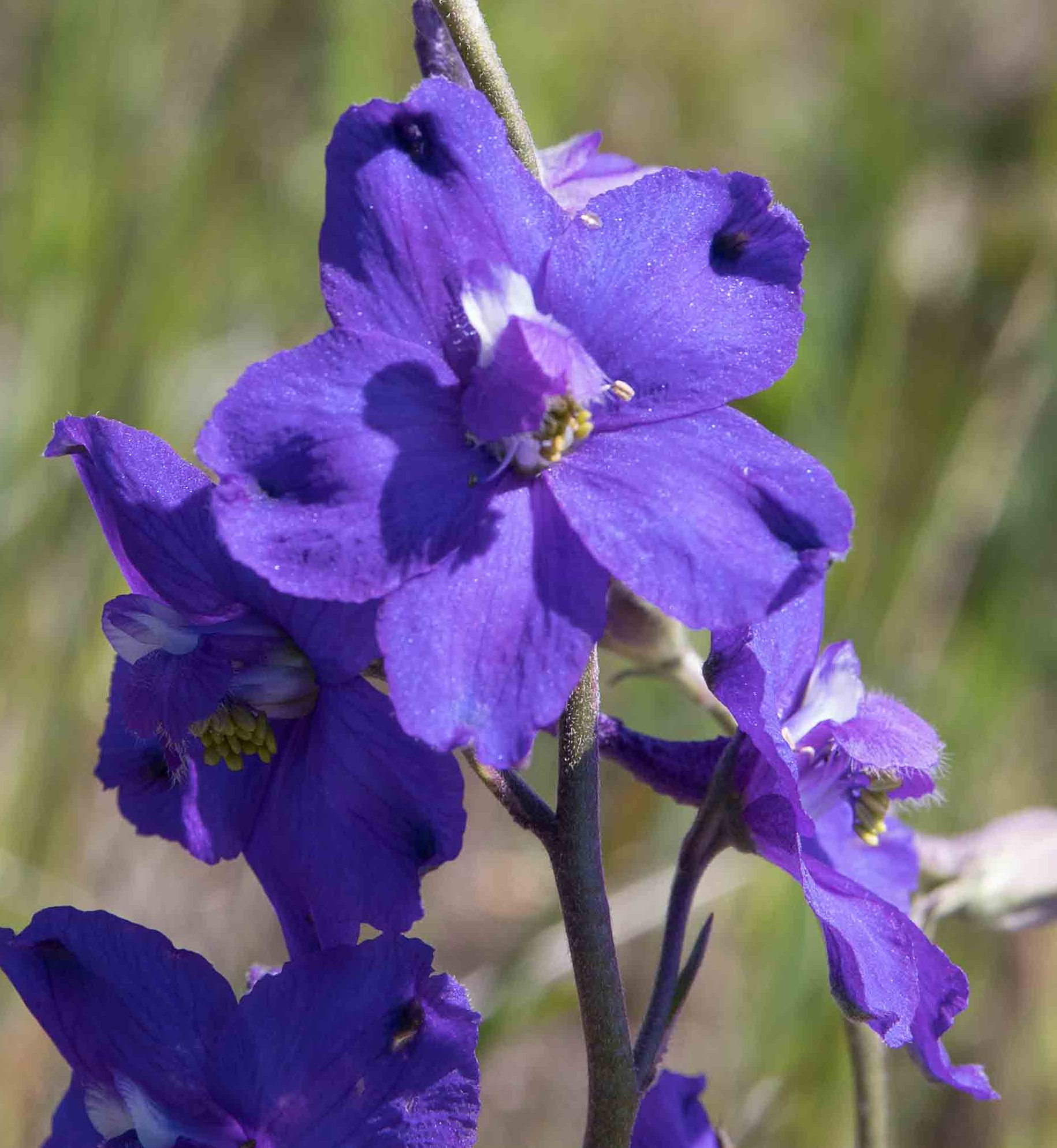 Ranunculaceae-larkspur – MonFlora