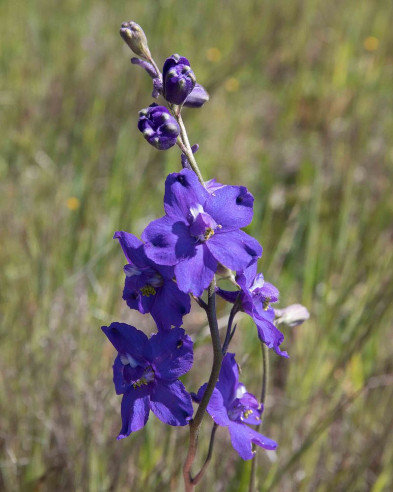 Ranunculaceae-larkspur – MonFlora