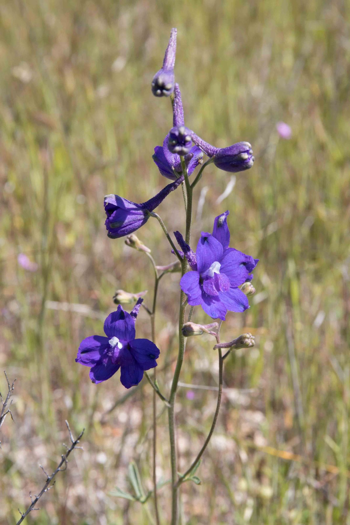 Ranunculaceae-larkspur – MonFlora