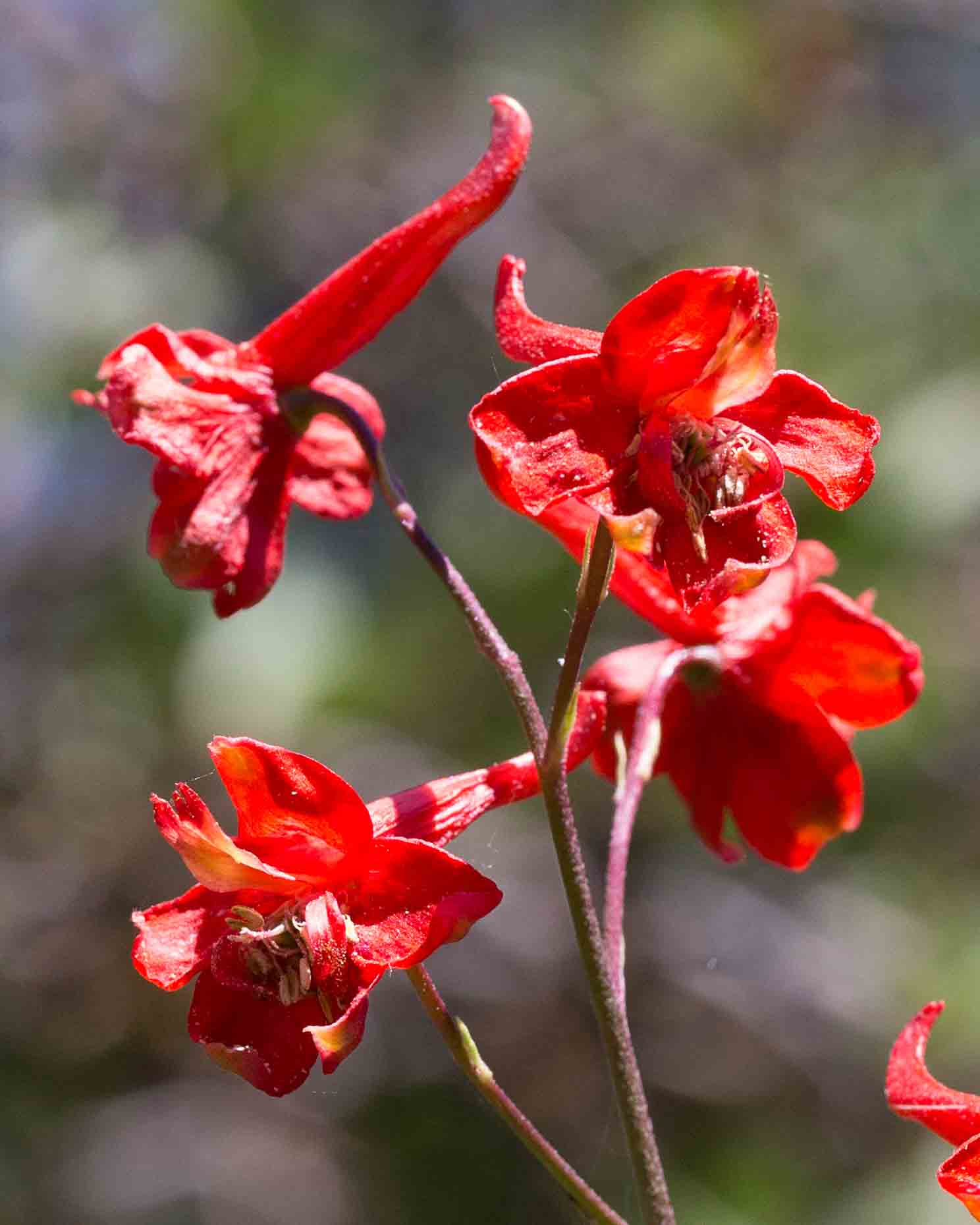 Ranunculaceae-larkspur – MonFlora