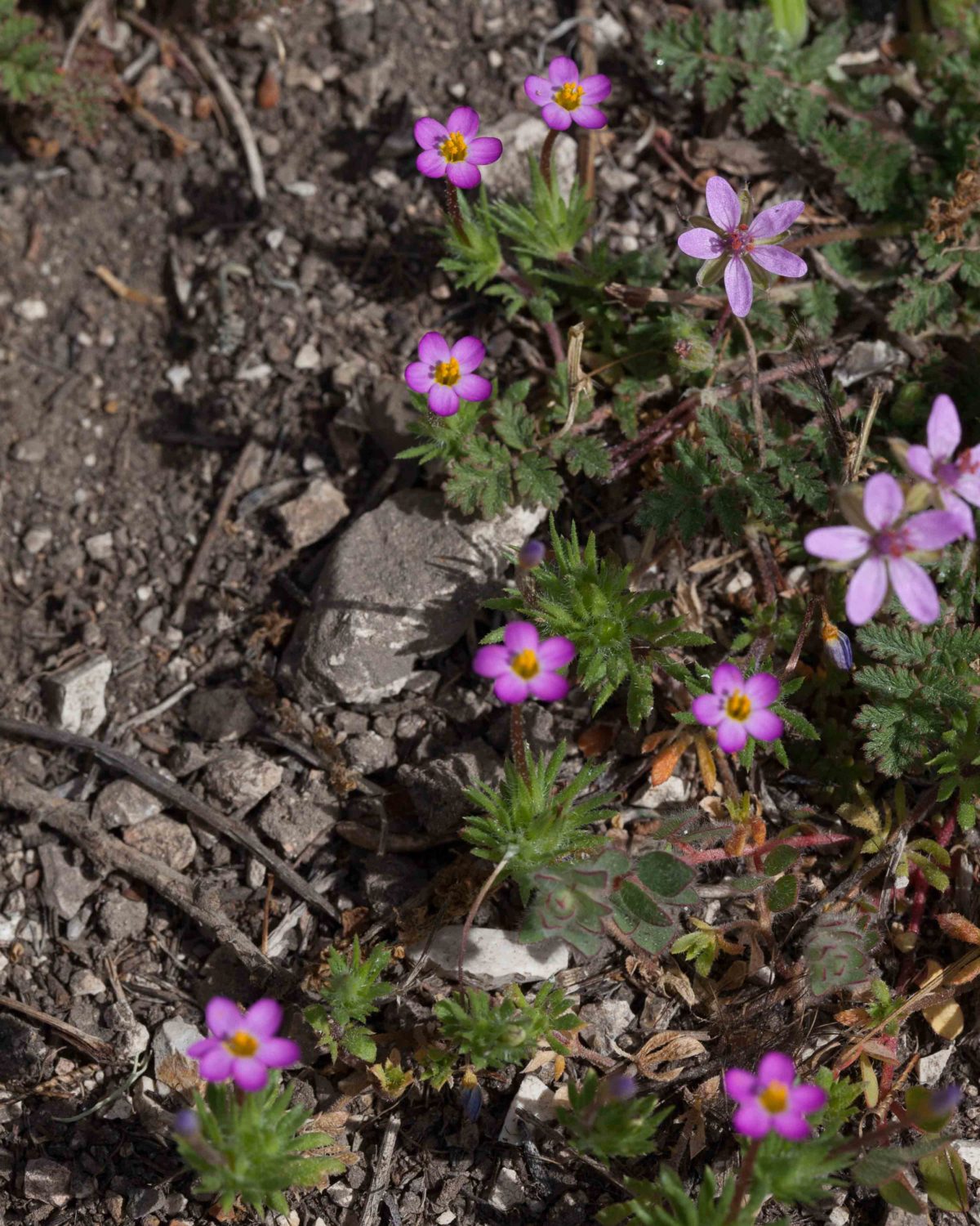 Polemoniaceae-linanthus – MonFlora