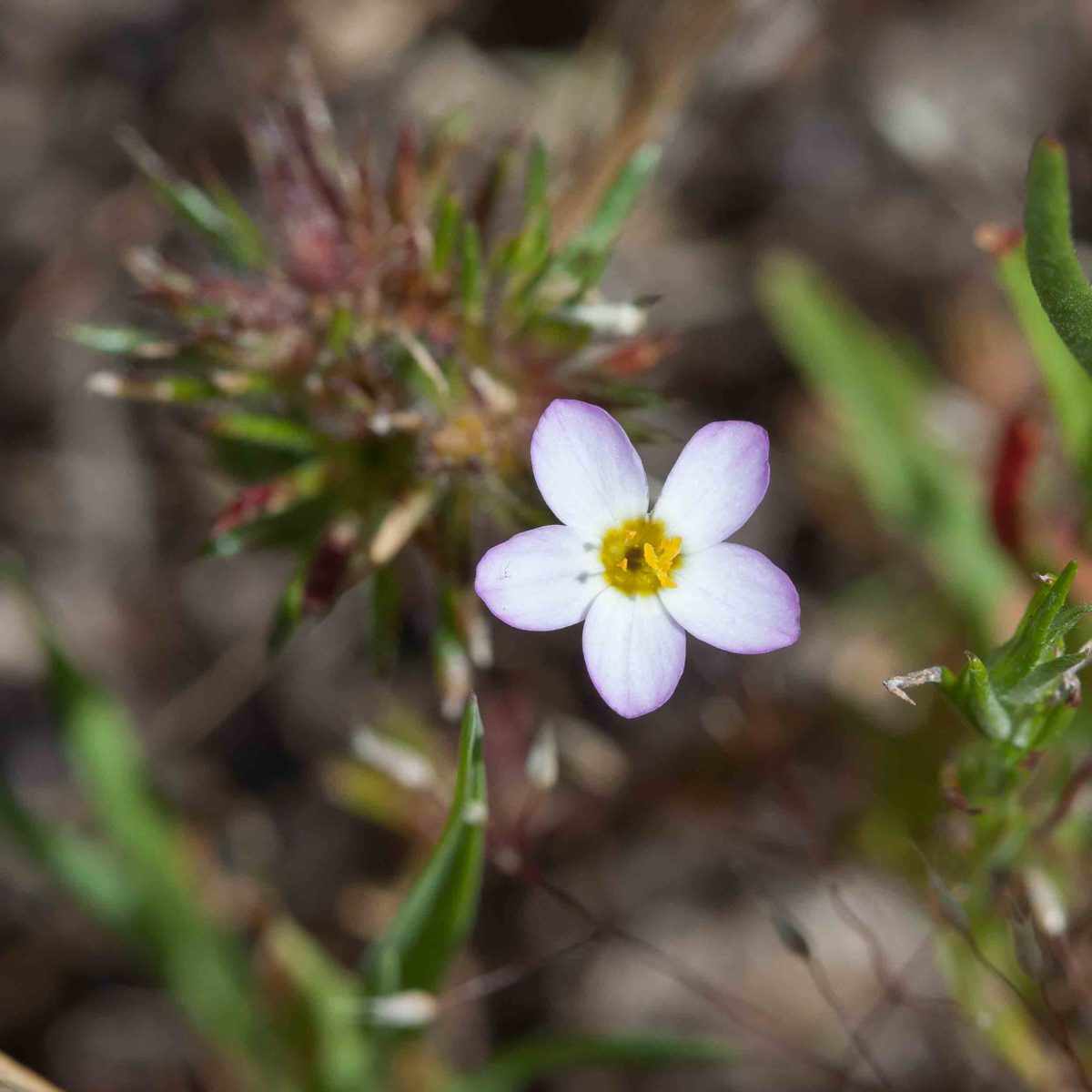 Polemoniaceae-linanthus – MonFlora