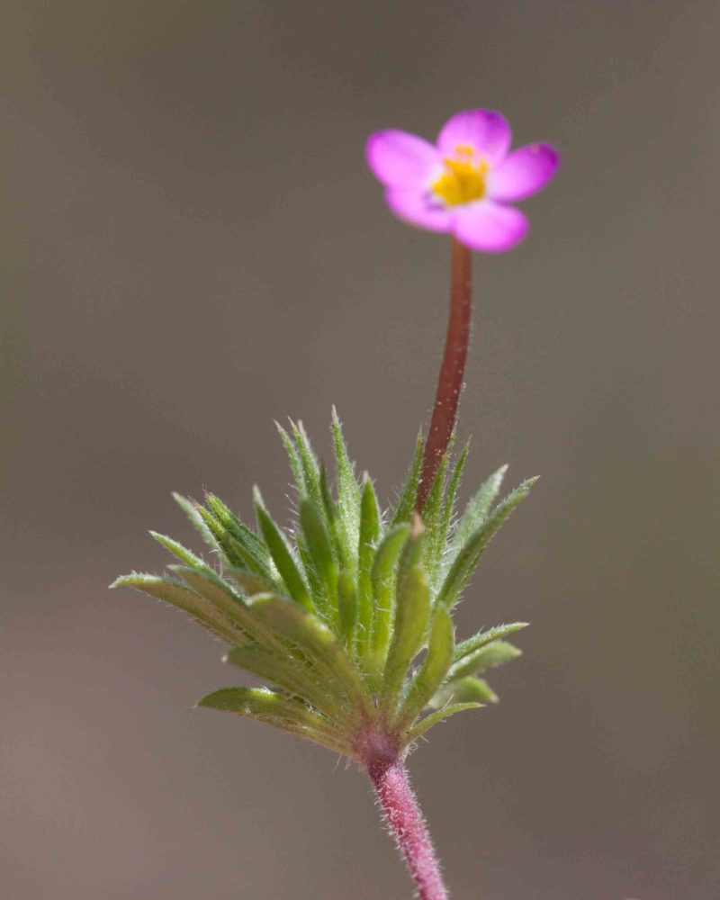 Polemoniaceae-linanthus – MonFlora