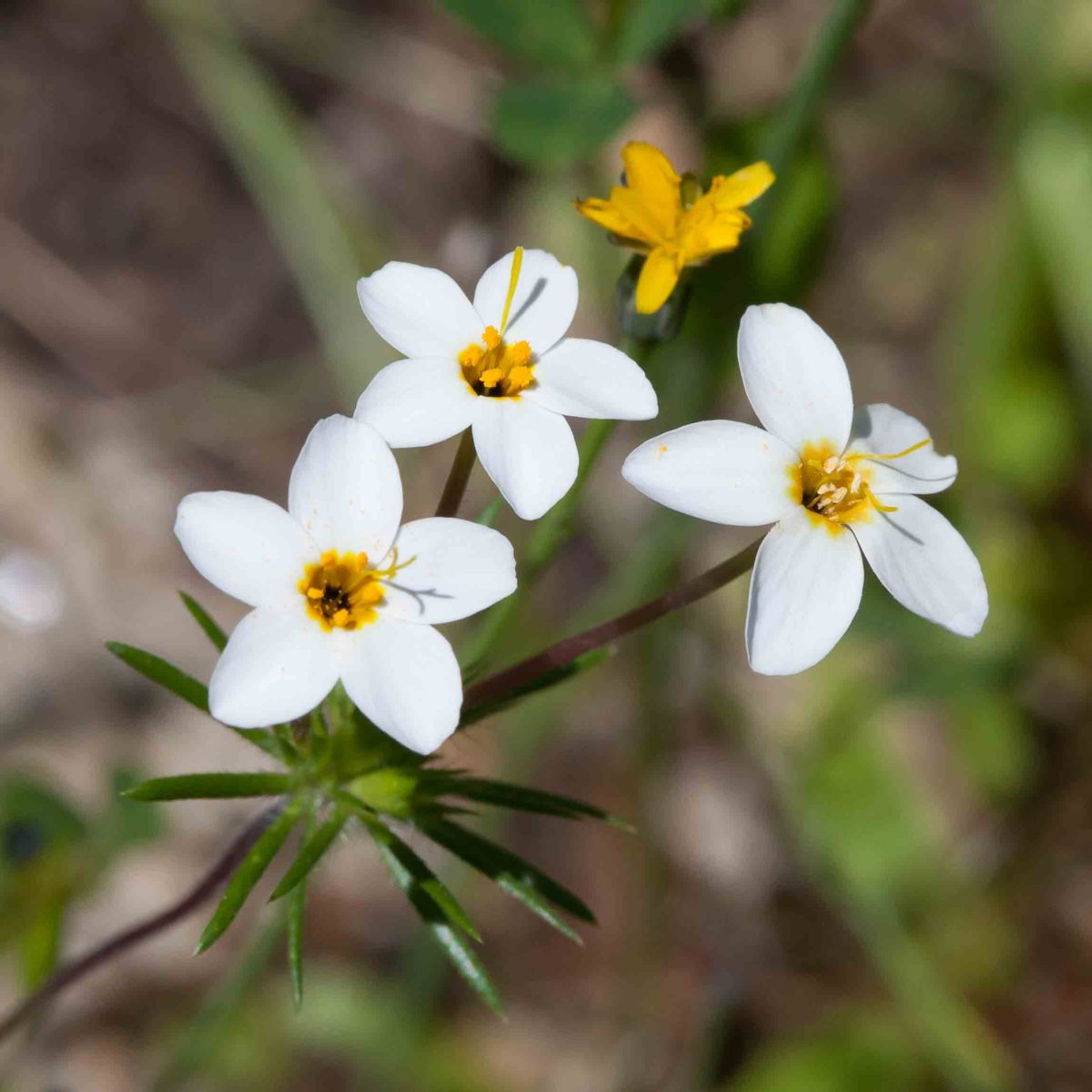 Polemoniaceae-linanthus – MonFlora