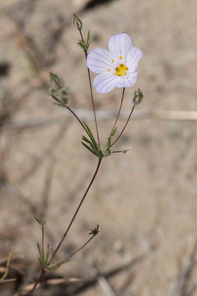 Polemoniaceae-linanthus – MonFlora