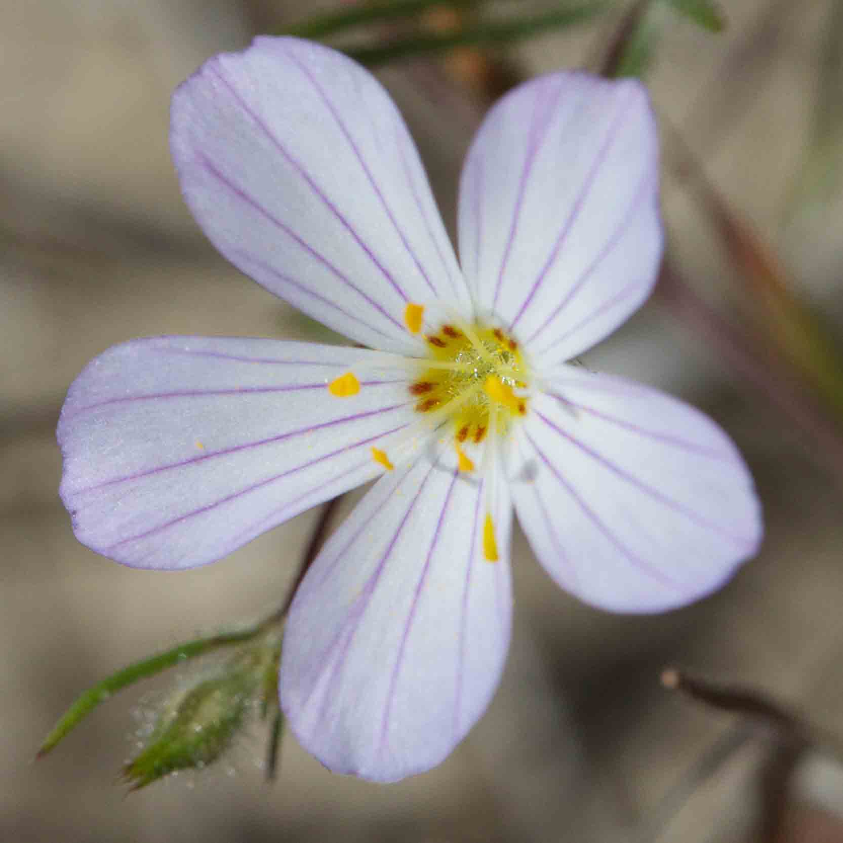 Polemoniaceae-linanthus – MonFlora