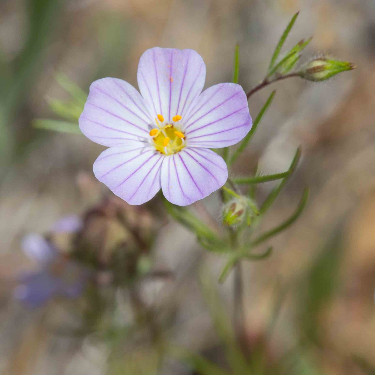 Polemoniaceae-linanthus – MonFlora