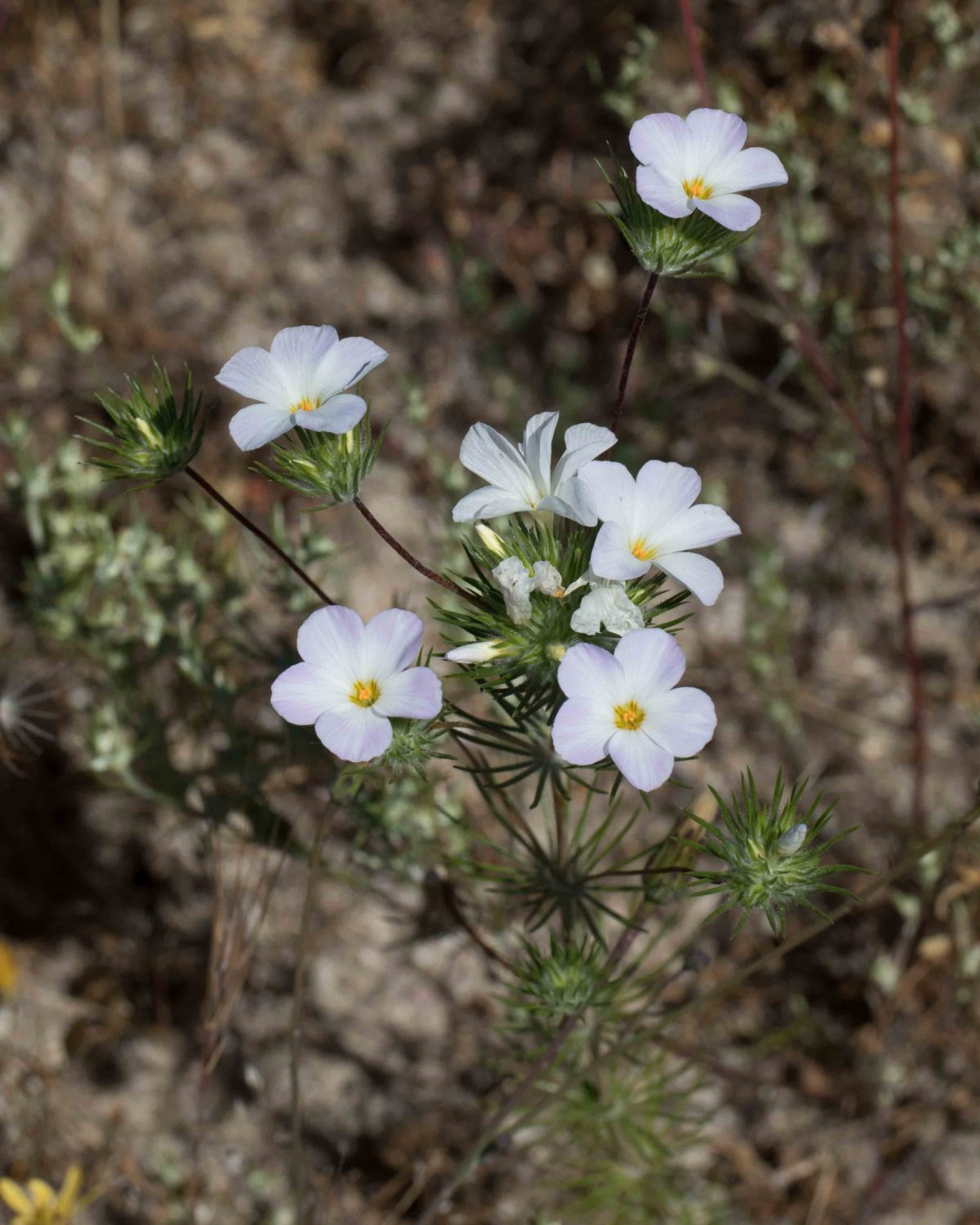 Polemoniaceae-linanthus – MonFlora
