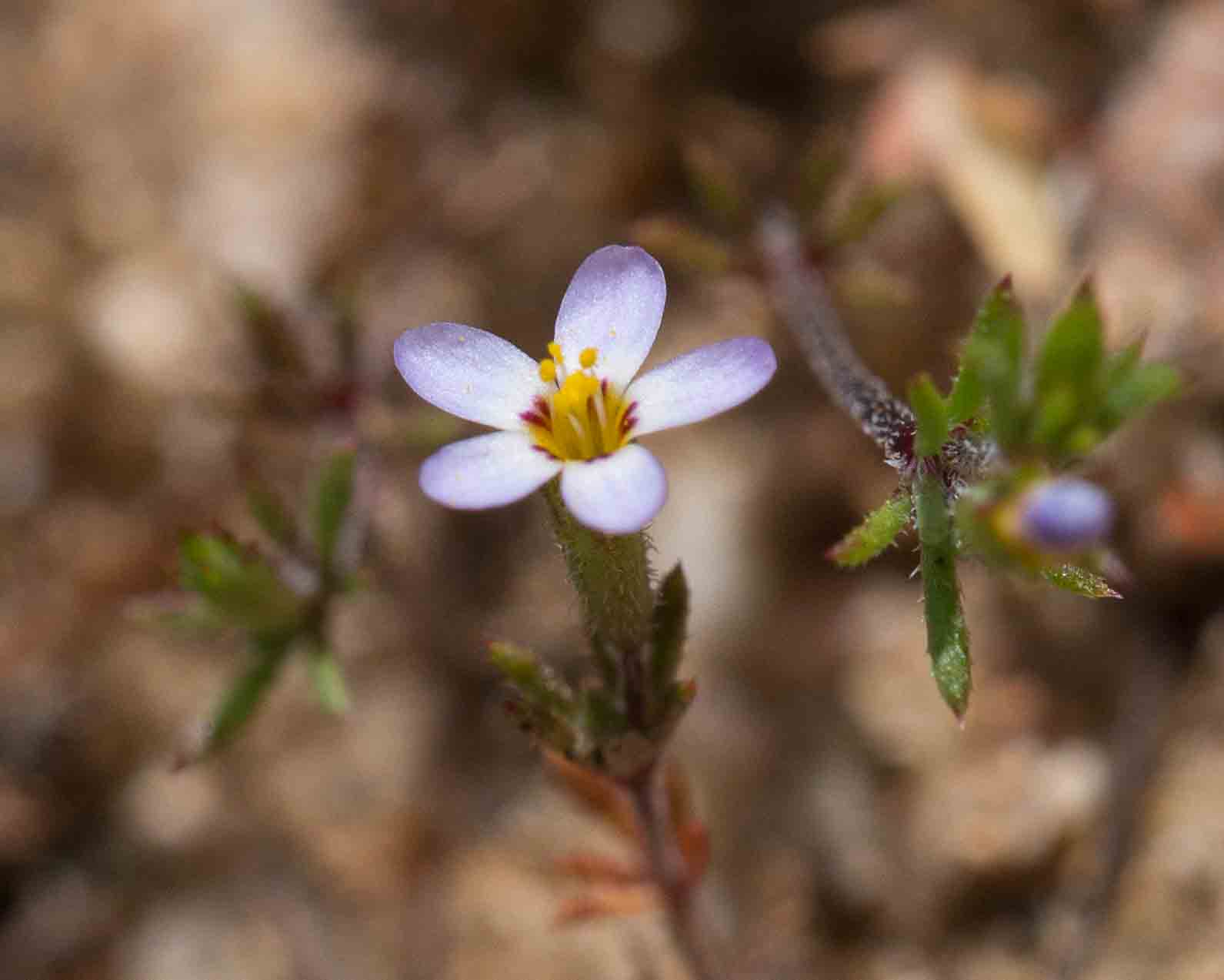 Polemoniaceae-linanthus – MonFlora