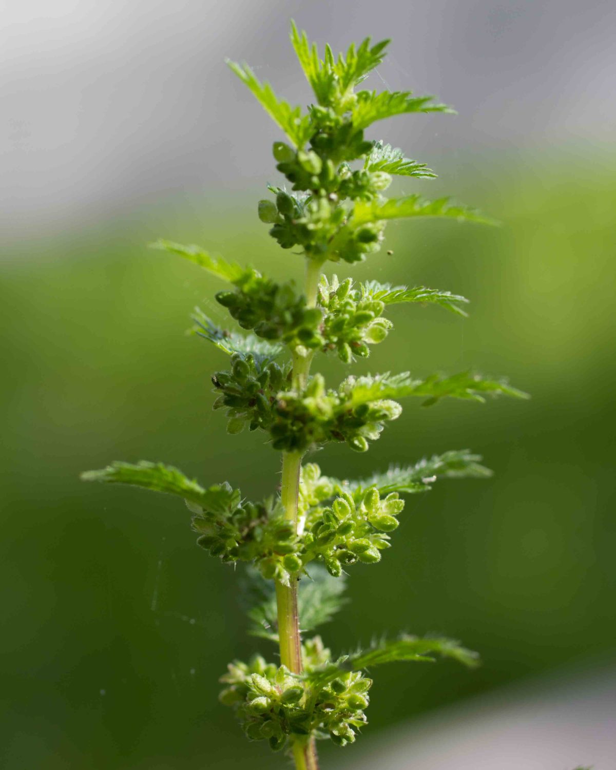 Urticaceae – MonFlora